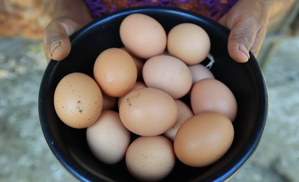 Gallinas ponedoras un motor para el desarrollo rural - Ministerio de Agricultura Ganadería y ...