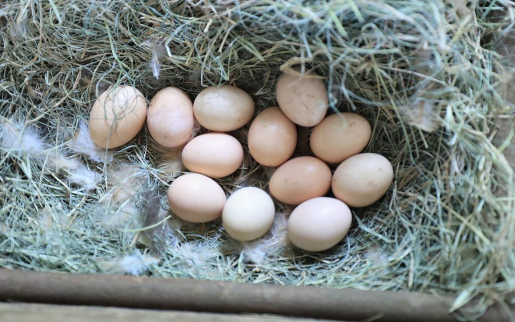 Gallinas ponedoras un motor para el desarrollo rural - Ministerio de Agricultura Ganadería y ...