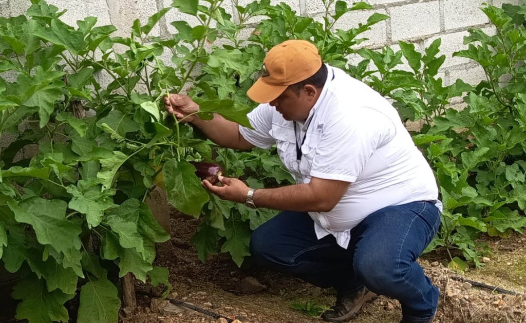El loroco es una planta muy apreciada - Ministerio de Agricultura ...