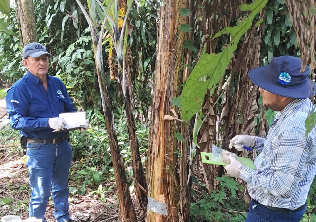 El loroco es una planta muy apreciada - Ministerio de Agricultura ...